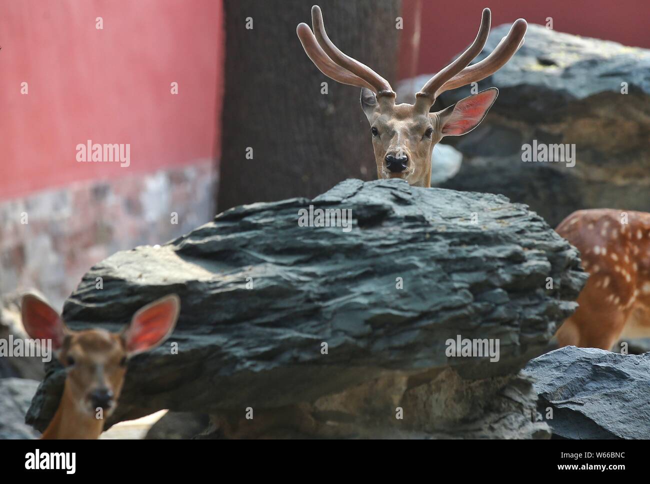 A sika deer born on June 2, front left, and its father are pictured at ...