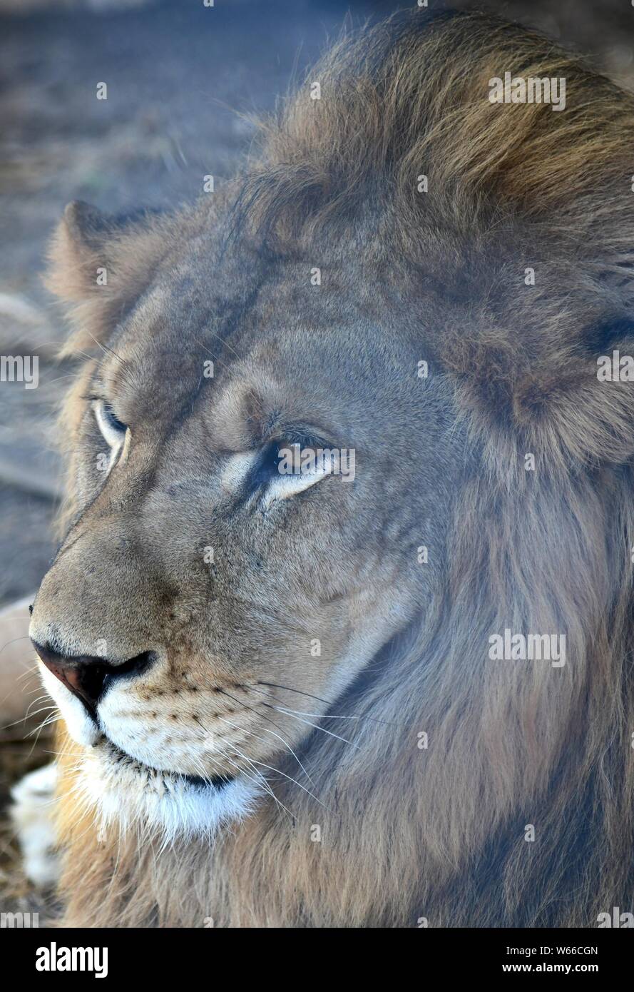 Damascus, Syria. 30th July, 2019. A lion is seen at the "Sham Gathers ...