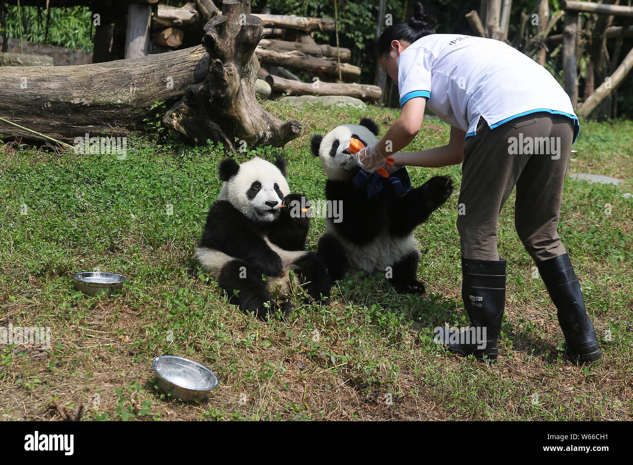 Two of the four male giant panda cubs born at the China Conservation ...
