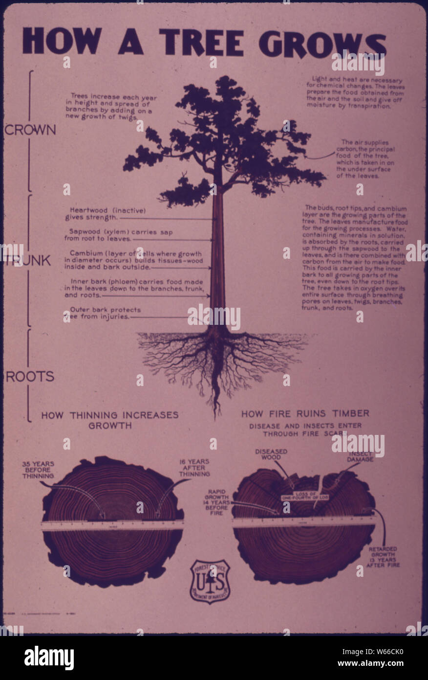 How a Tree Grows Stock Photo - Alamy
