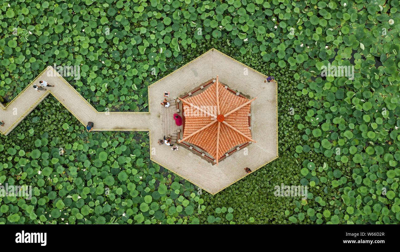An aerial view of a pavilion surrounded by lotus leaves in a lotus pond ...