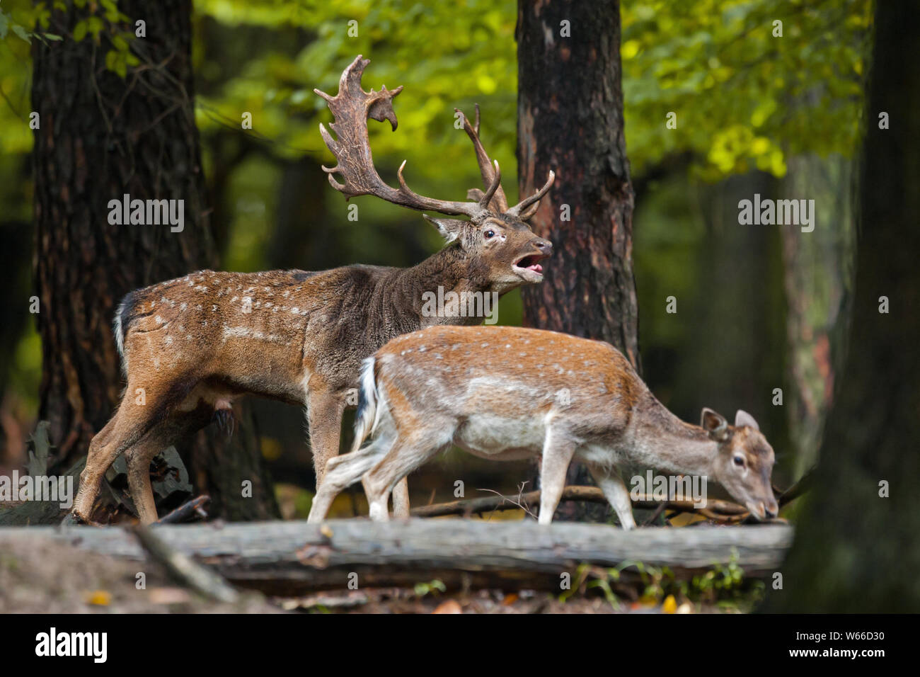 Deer mating High Resolution Stock Photography and Images - Alamy