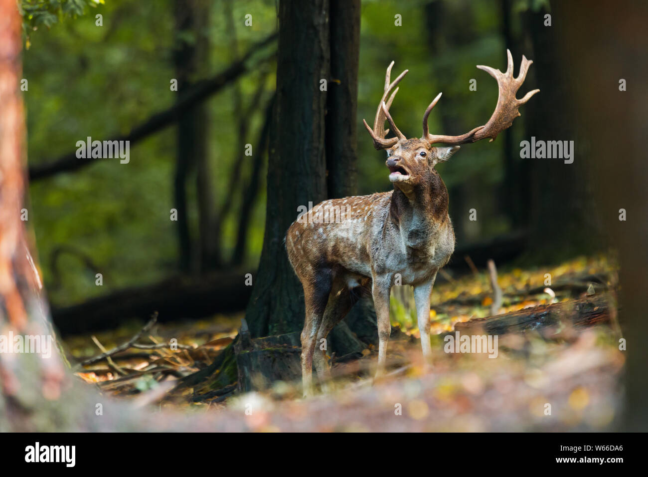 Fallow deer stag roaring in its territory in the forest in rutting ...
