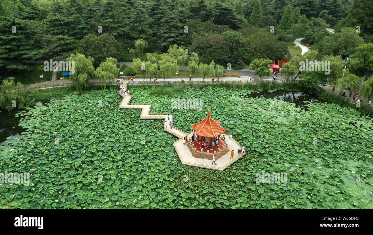 An aerial view of a pavilion surrounded by lotus leaves in a lotus pond ...