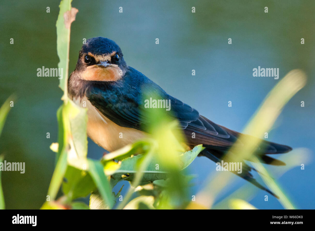 Barn swallow close up hi-res stock photography and images - Alamy