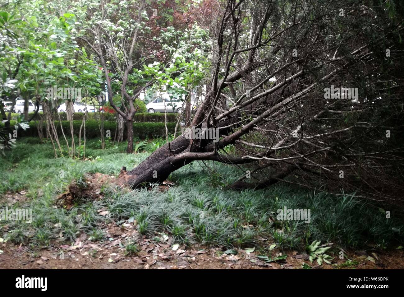 A tree is uprooted by strong wind caused by Typhoon Ampil, the tenth ...