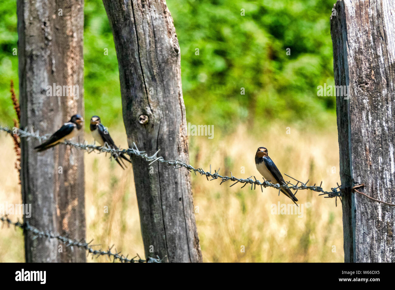 Barn swallow (Hirundo rustica) on a barbed wire Stock Photo - Alamy