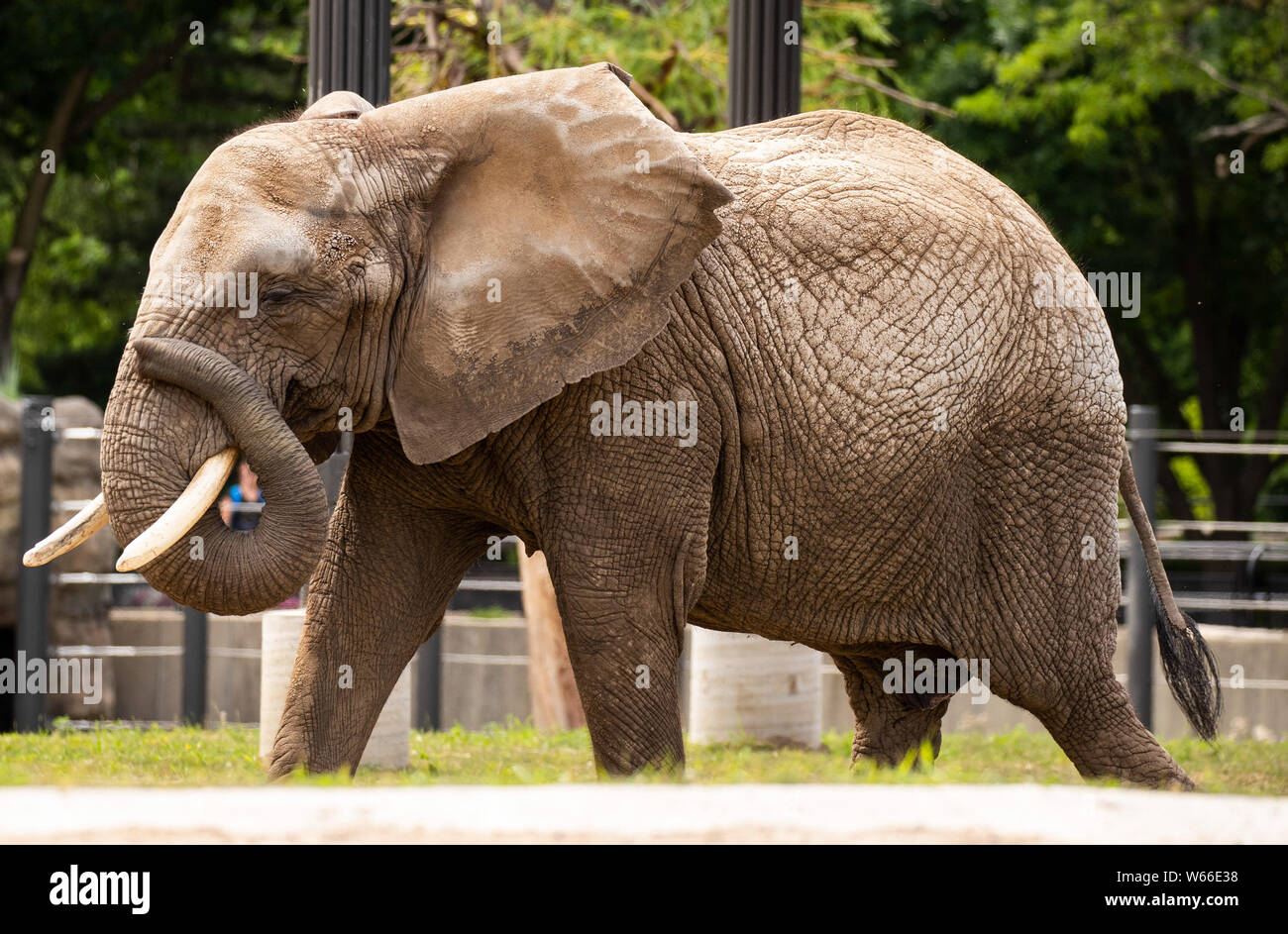 Milwaukee County Zoo Elephants