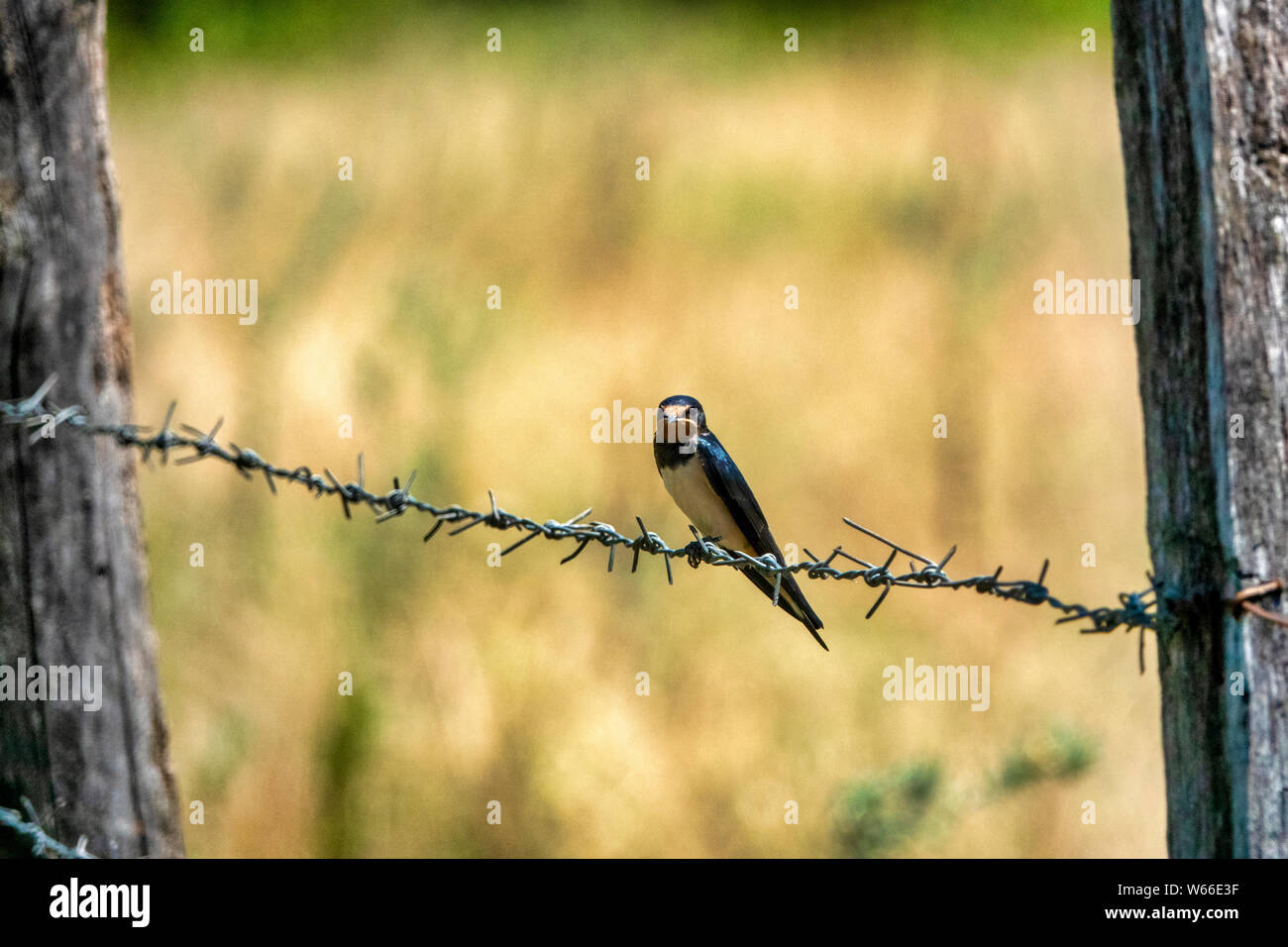 Swallow on a wire hi-res stock photography and images - Alamy