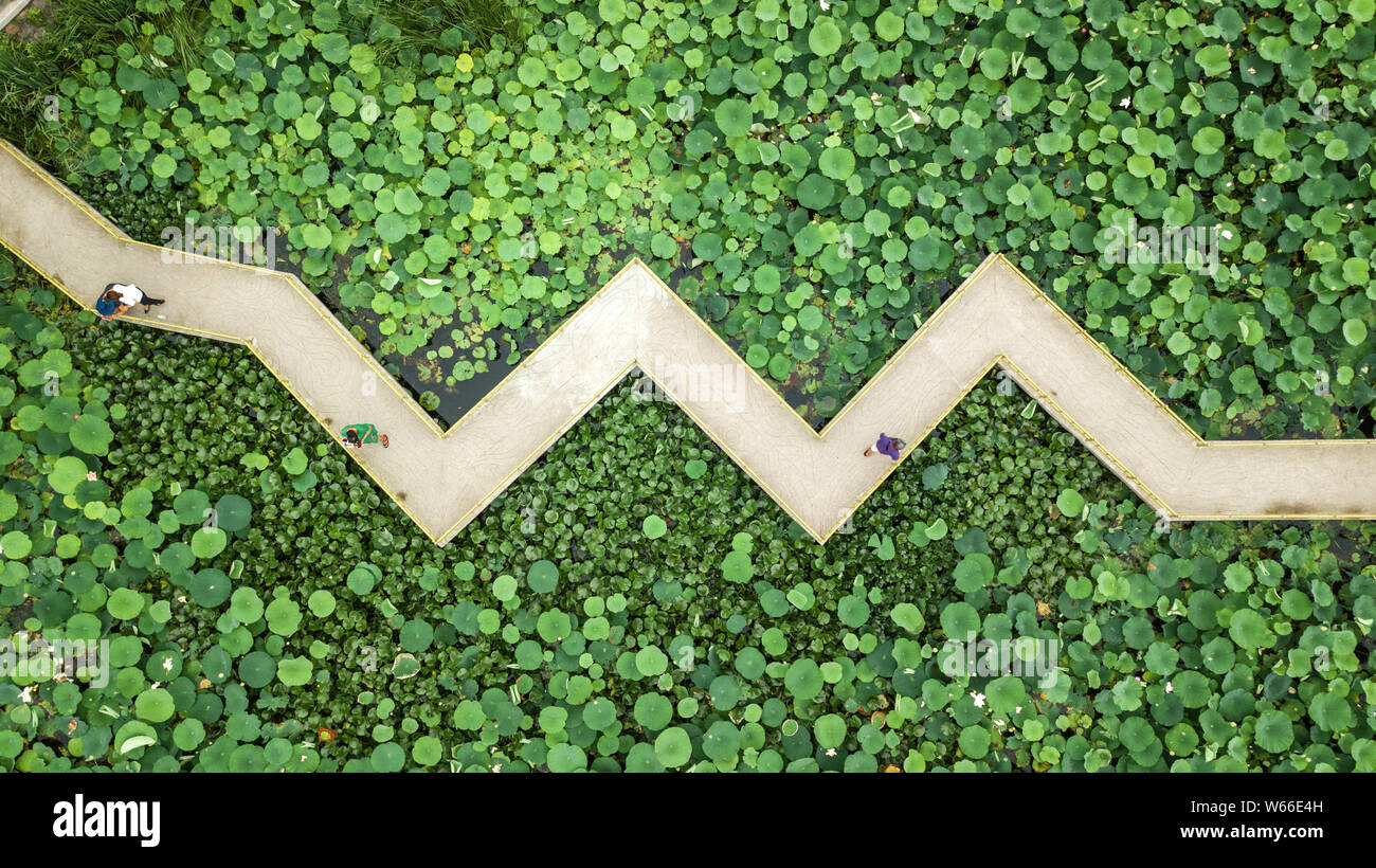 An aerial view of a zigzag path leading to a pavilion across lotus ...
