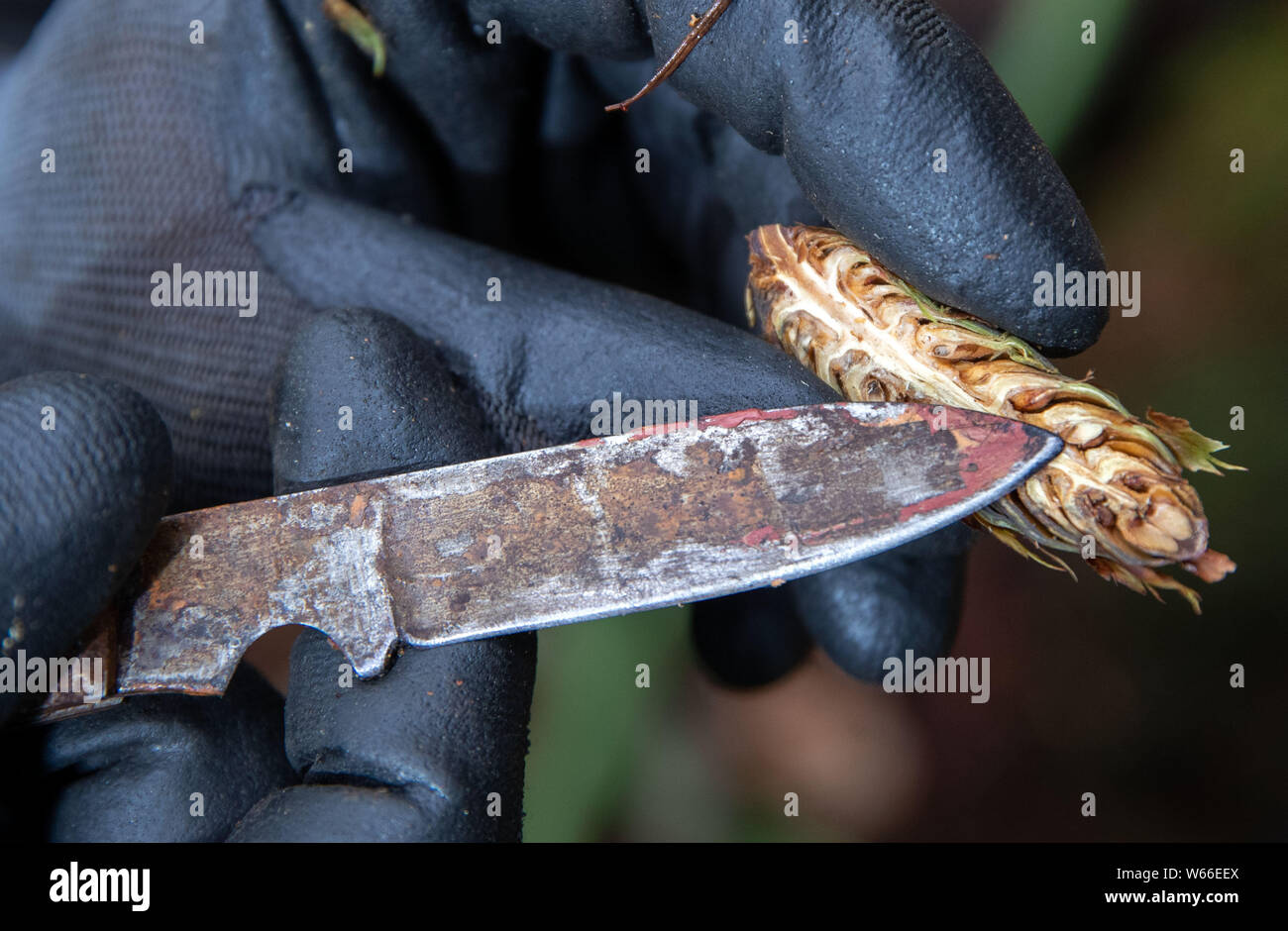 Cone picker hi-res stock photography and images - Alamy
