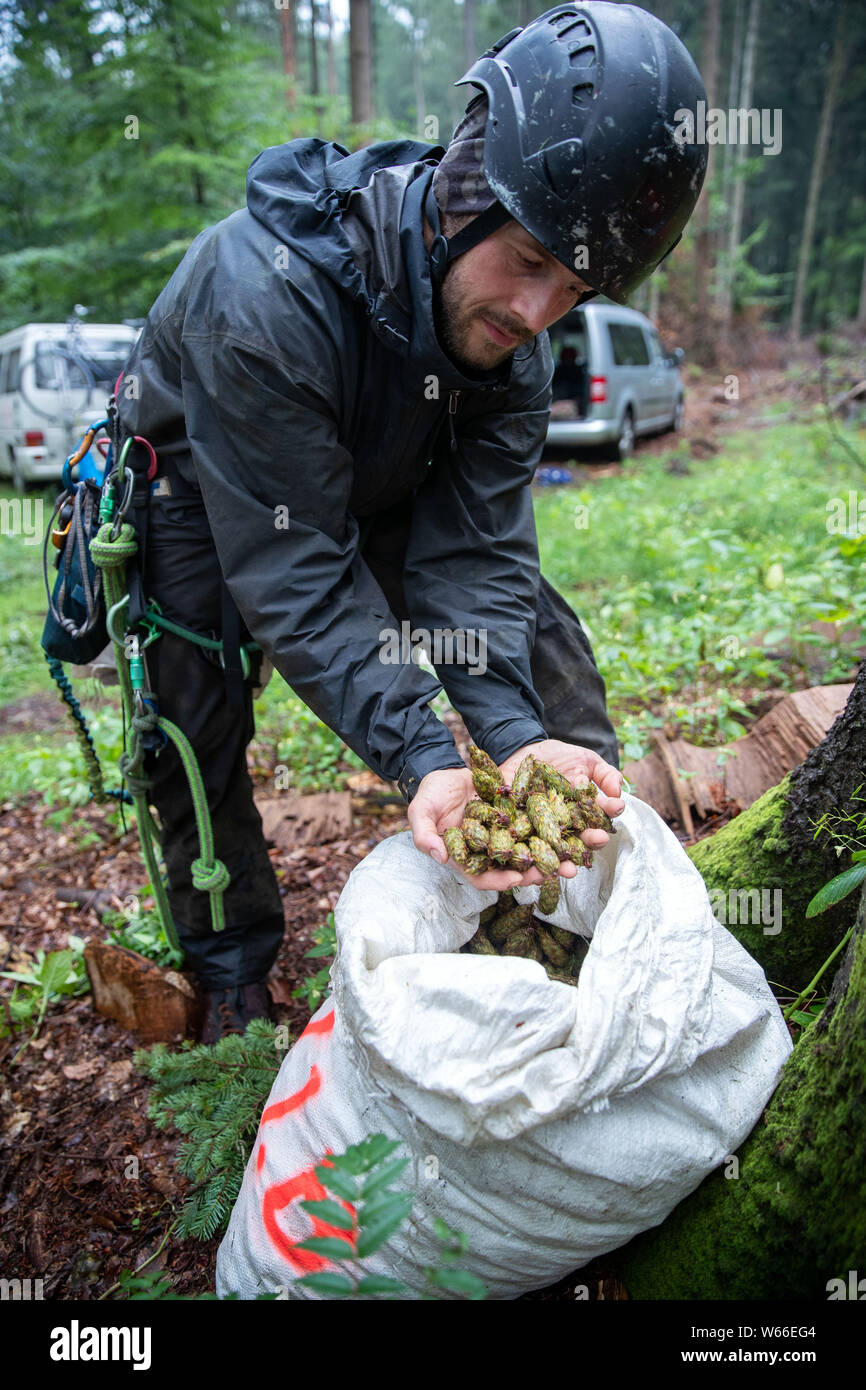 Cone picker hi-res stock photography and images - Alamy