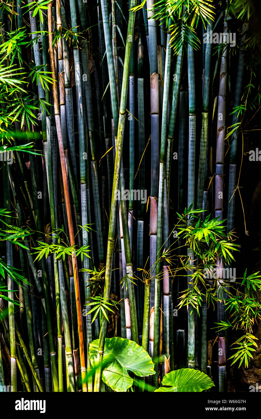 Wallpaper of forest hi-res stock photography and images - Alamy