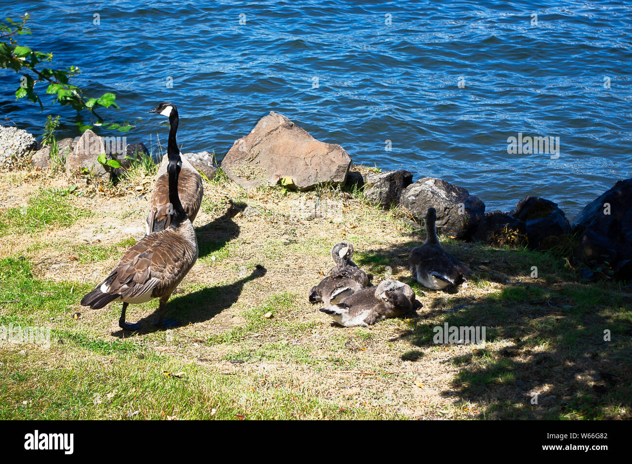 Black brown long neck goose hi-res stock photography and images - Alamy