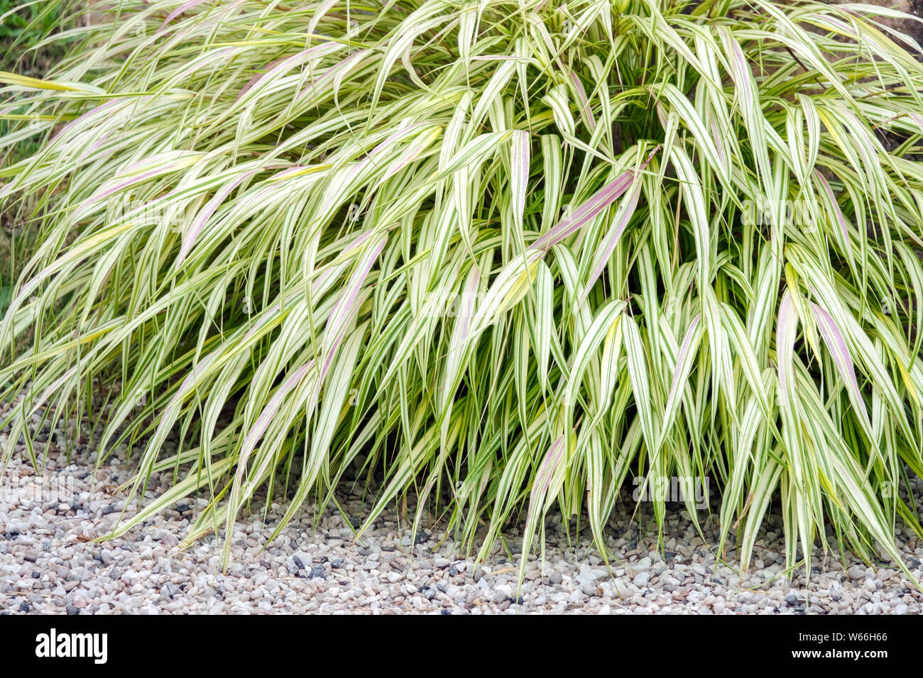 Hakonechloa macra 'Aureola', Japanese forest grass Stock Photo - Alamy