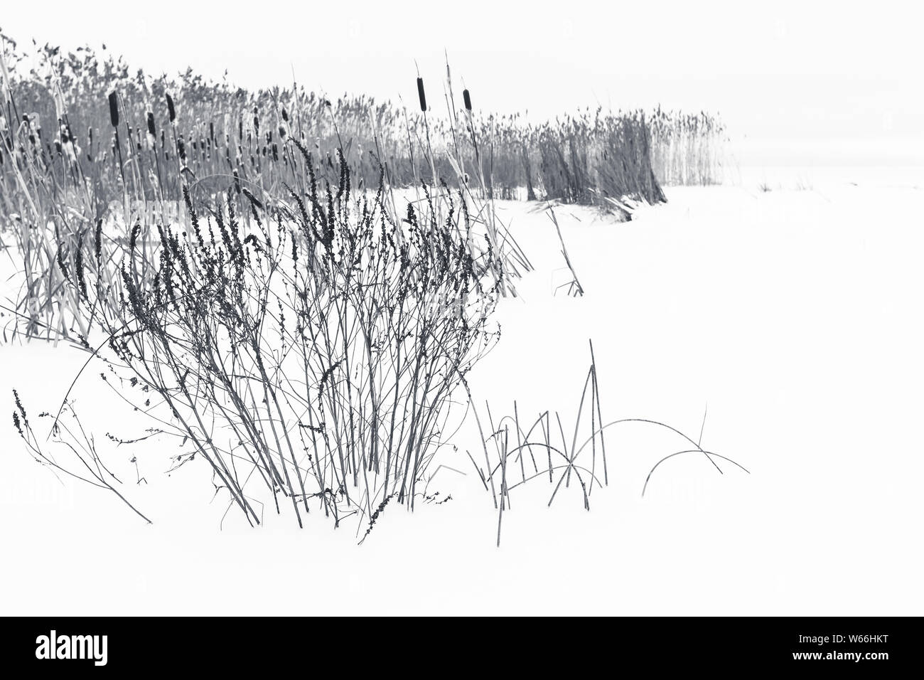 Winter landscape with dry coastal reed in white snow, monochrome ...