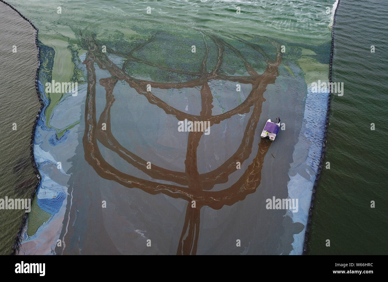 Chinese workers clear blue-green algae on boats in the green water of ...