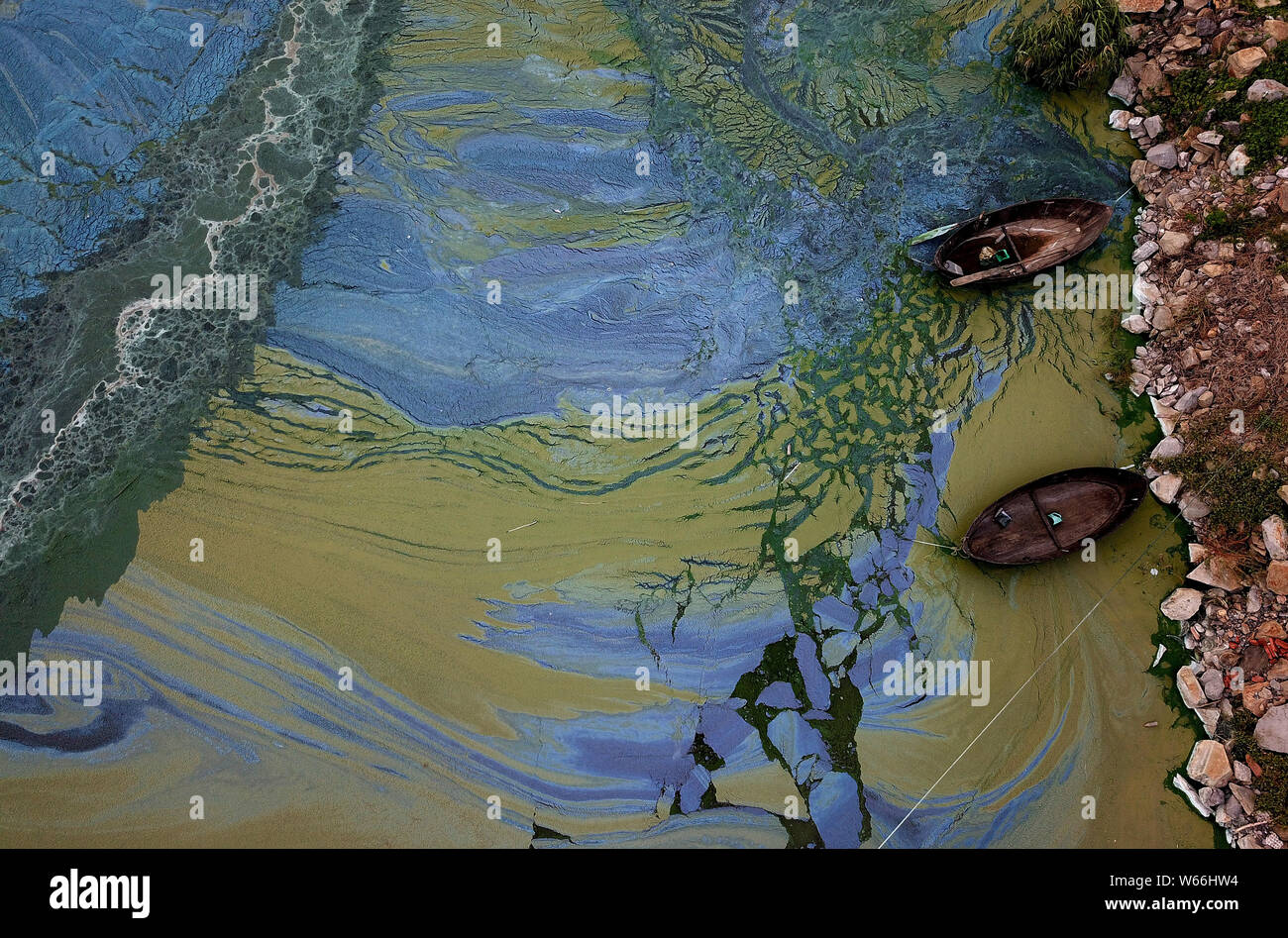 Chinese workers clear blue-green algae on boats in the green water of ...