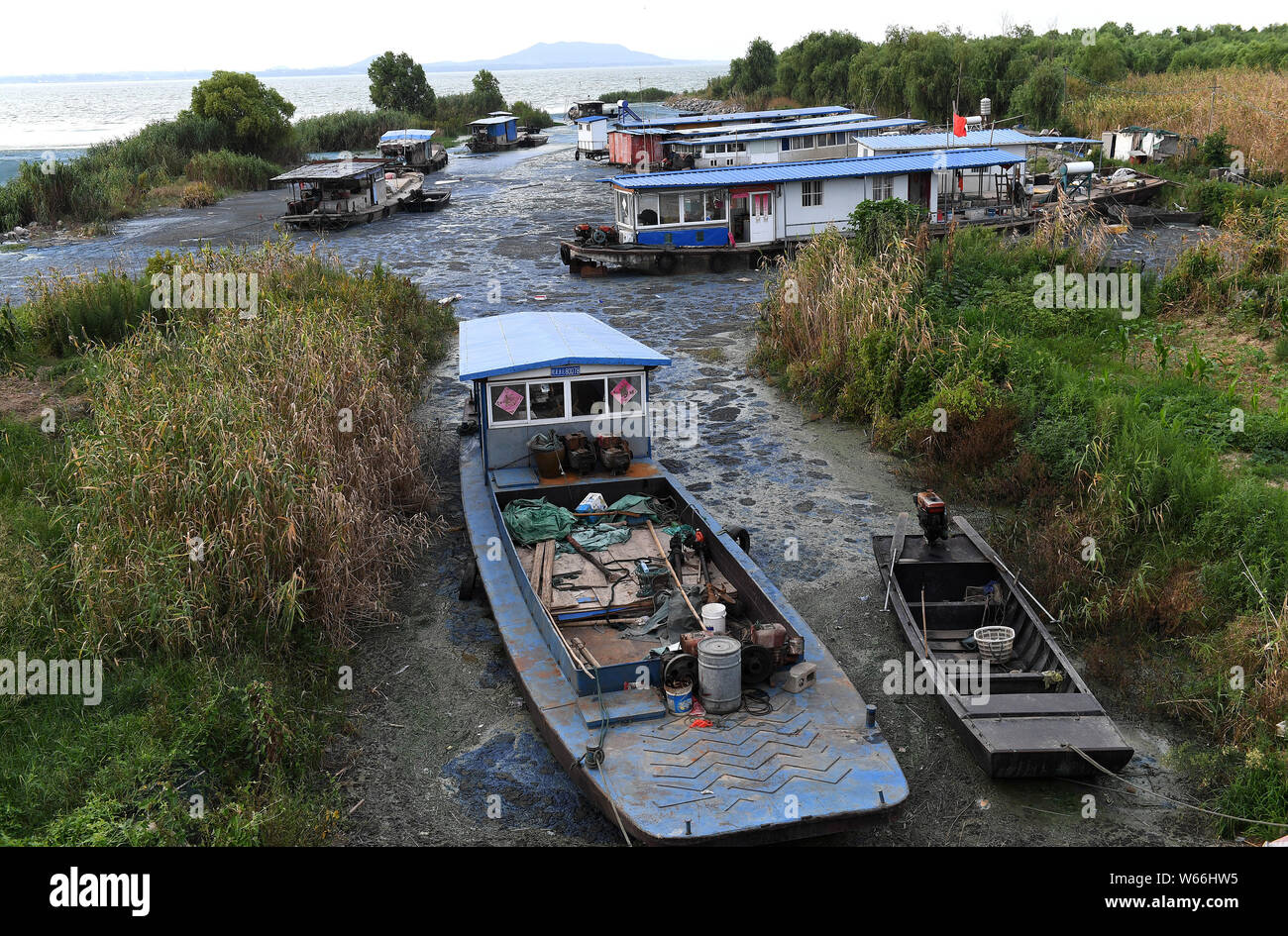 Chinese workers clear blue-green algae on boats in the green water of ...