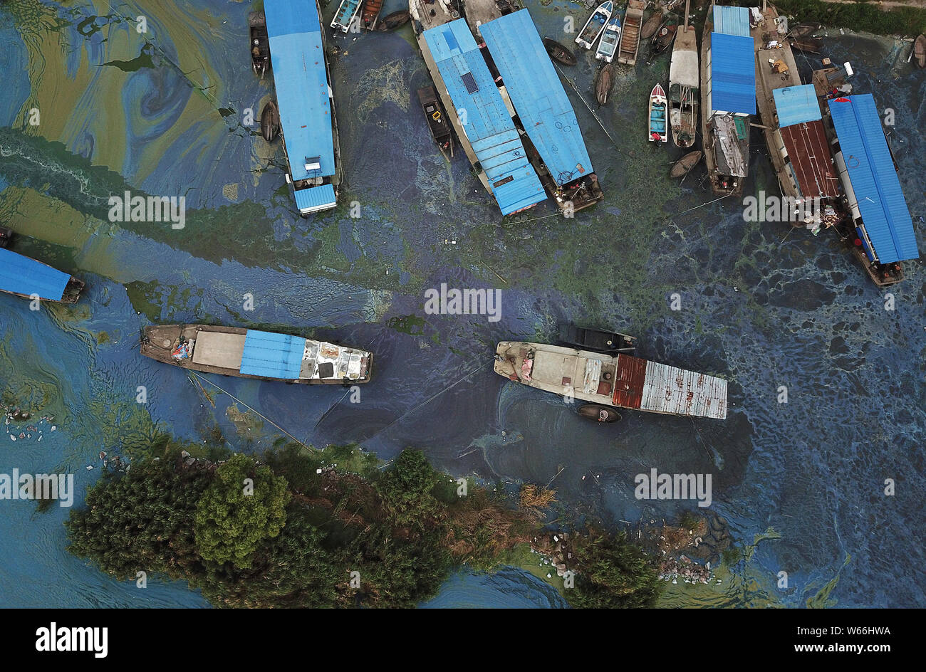 Chinese workers clear blue-green algae on boats in the green water of ...