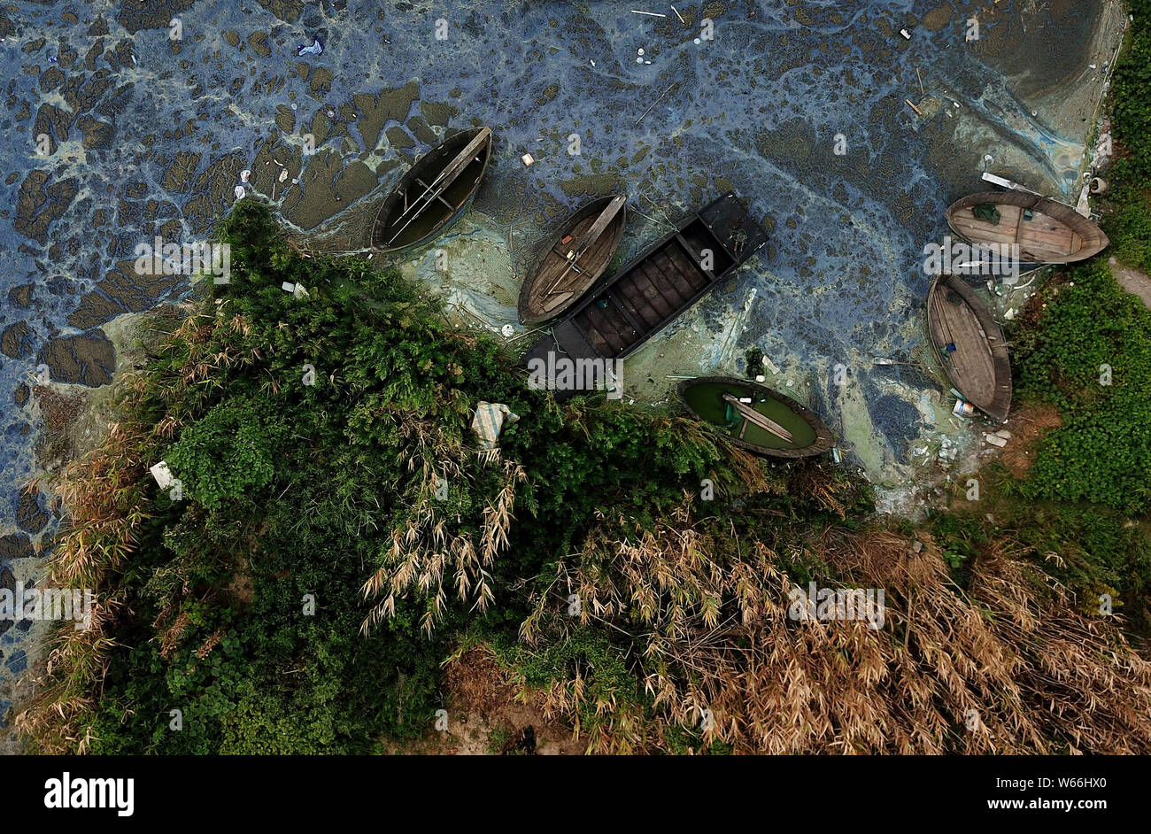 Chinese workers clear blue-green algae on boats in the green water of ...