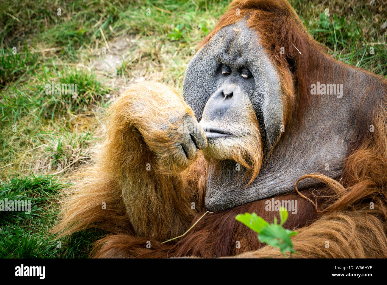Orange Ape High Resolution Stock Photography and Images - Alamy