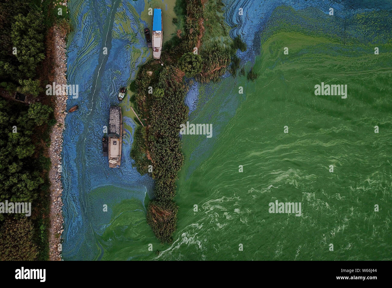 Chinese workers clear blue-green algae on boats in the green water of ...