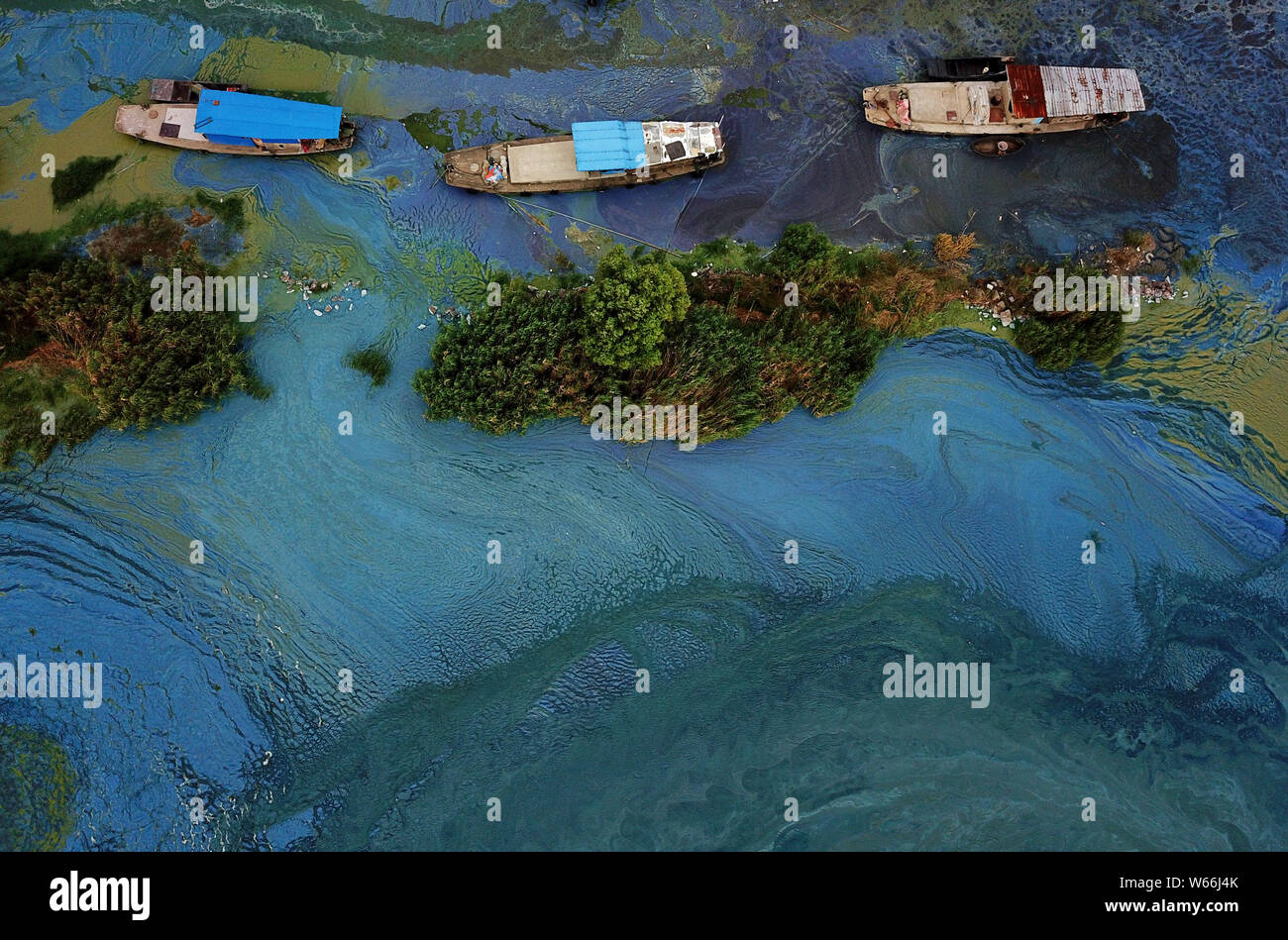 Chinese workers clear blue-green algae on boats in the green water of ...