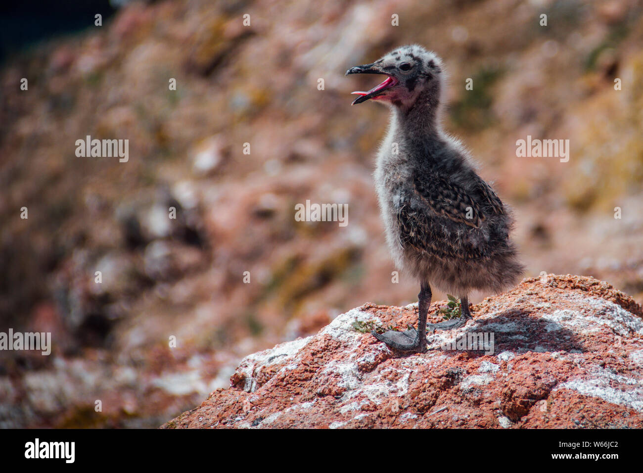 Baby seagull hi-res stock photography and images - Alamy