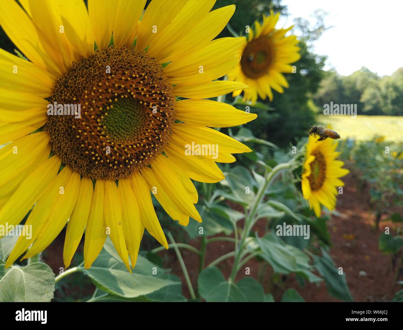Large flower heads hi-res stock photography and images - Alamy