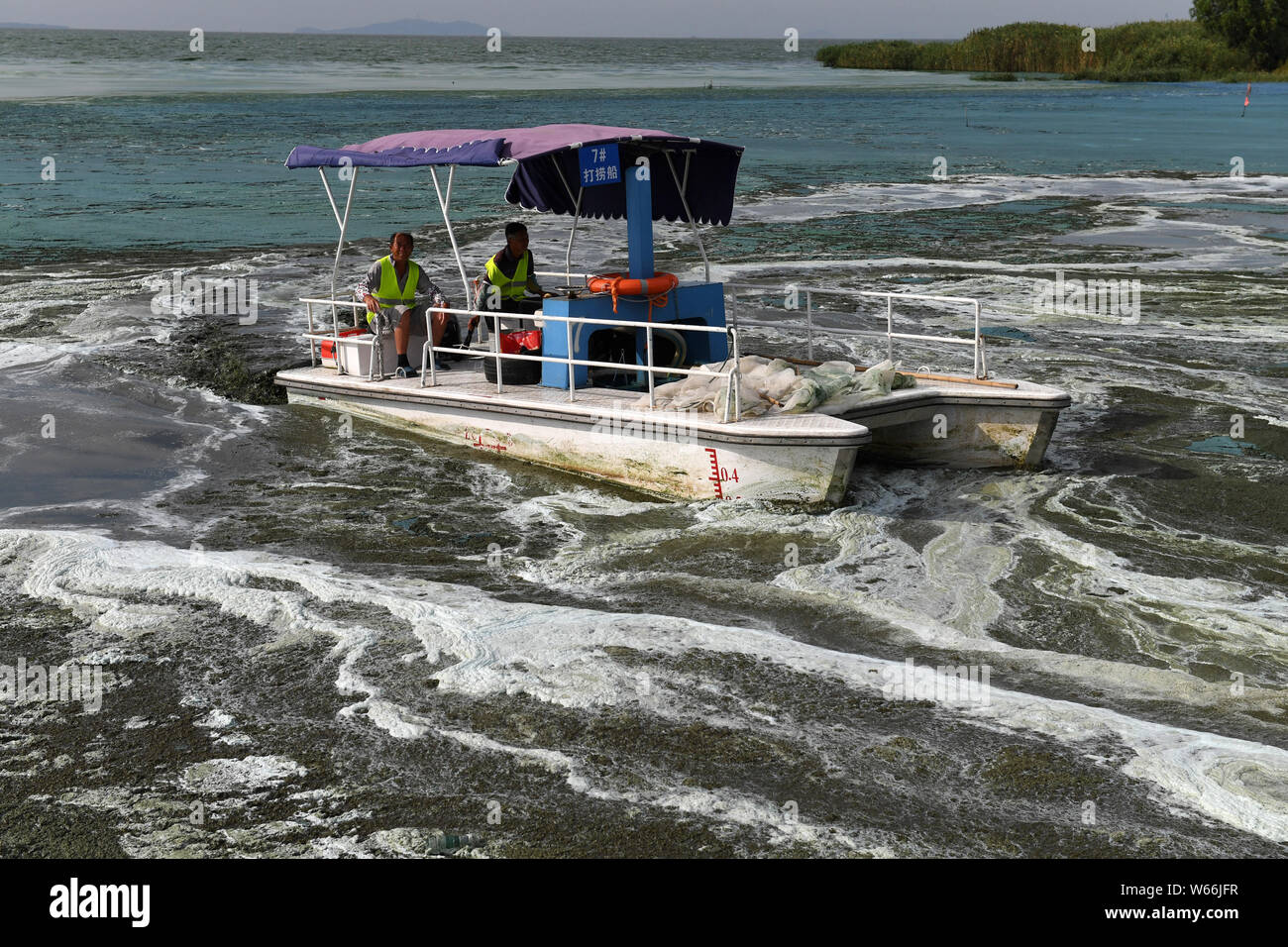 Chinese workers clear blue-green algae on boats in the green water of ...