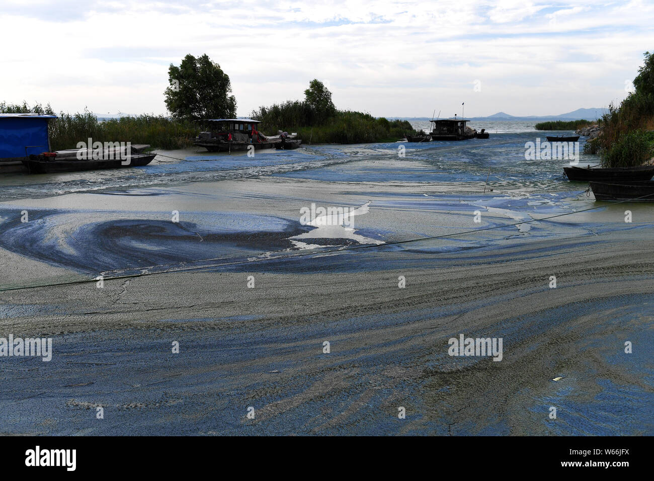 Chinese workers clear blue-green algae on boats in the green water of ...