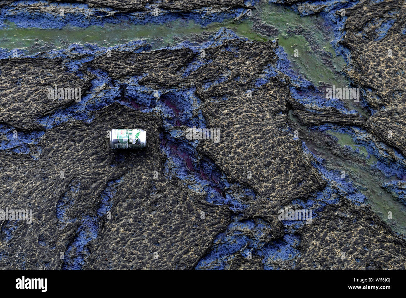 Chinese workers clear blue-green algae on boats in the green water of ...