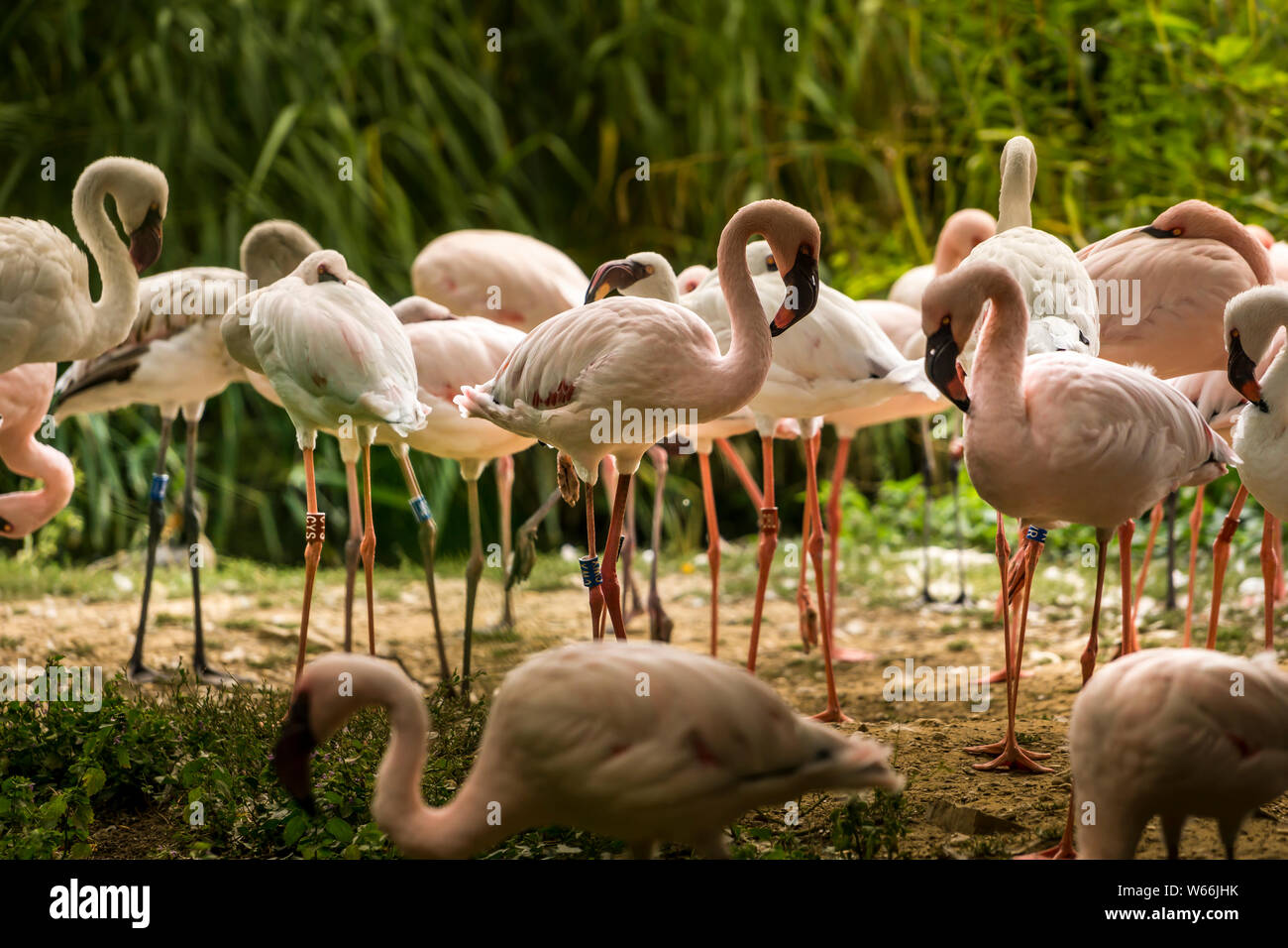 Group of Flamingo´s Stock Photo - Alamy