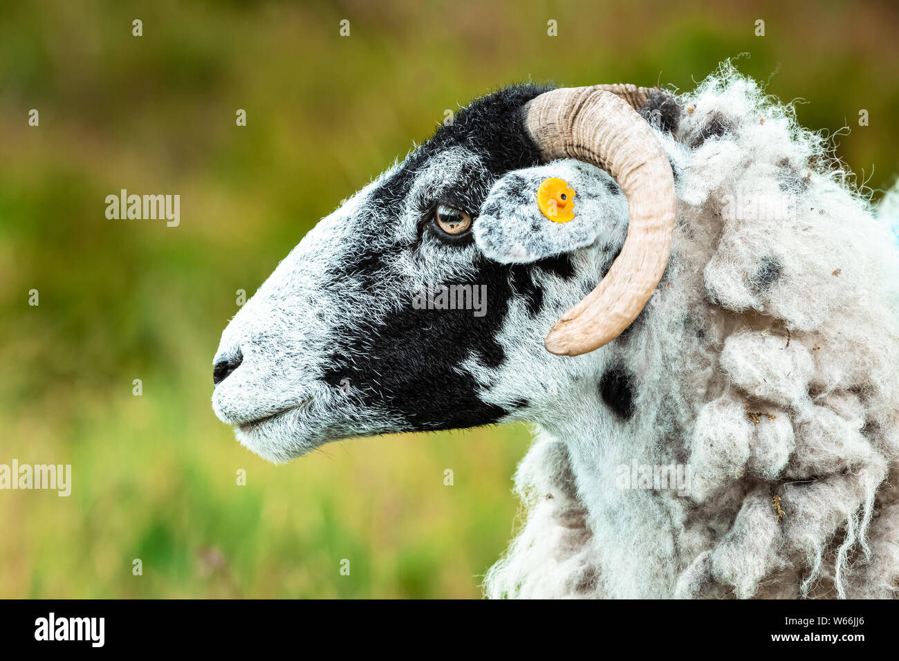 Swaledale Ewe (female sheep) in the Yorkshire Dales, England, UK ...