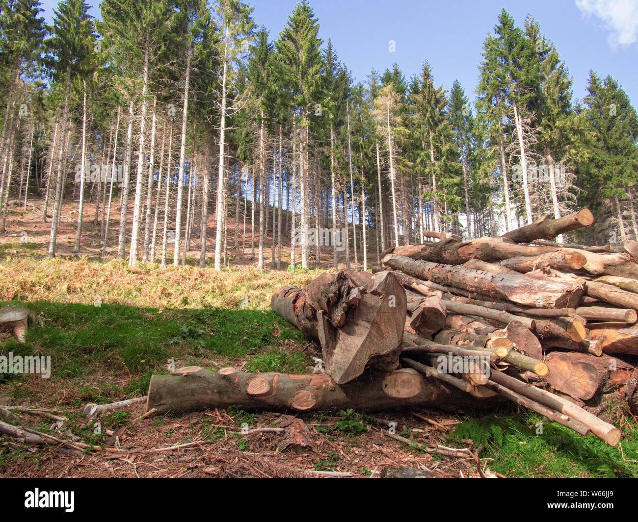 pile of firewood in the foreground in a fir forest in the Mottarone ...