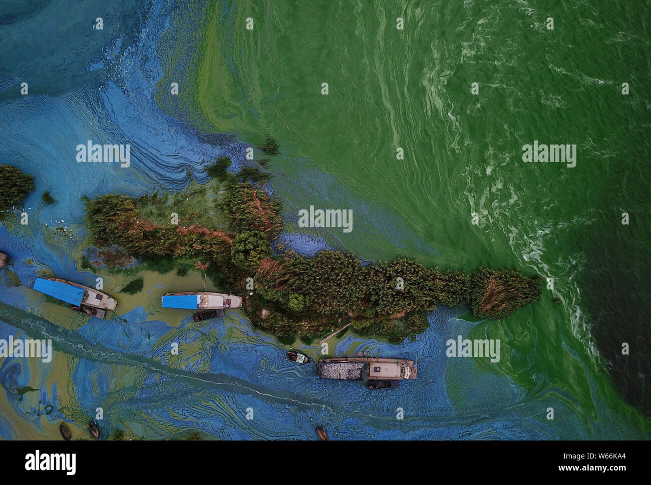 Chinese workers clear blue-green algae on boats in the green water of ...