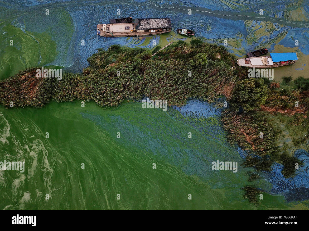 Chinese workers clear blue-green algae on boats in the green water of ...