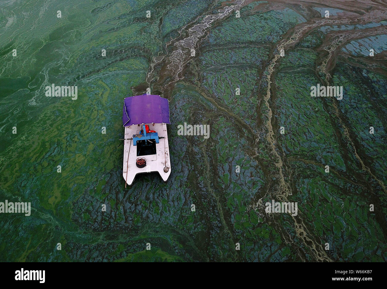 Chinese workers clear blue-green algae on boats in the green water of ...