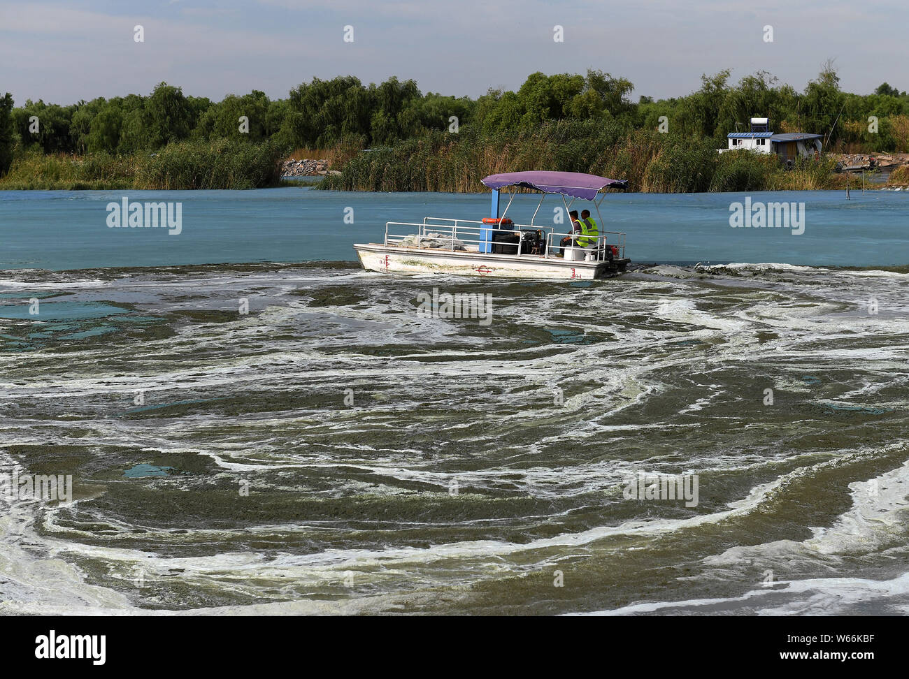 Chinese workers clear blue-green algae on boats in the green water of ...