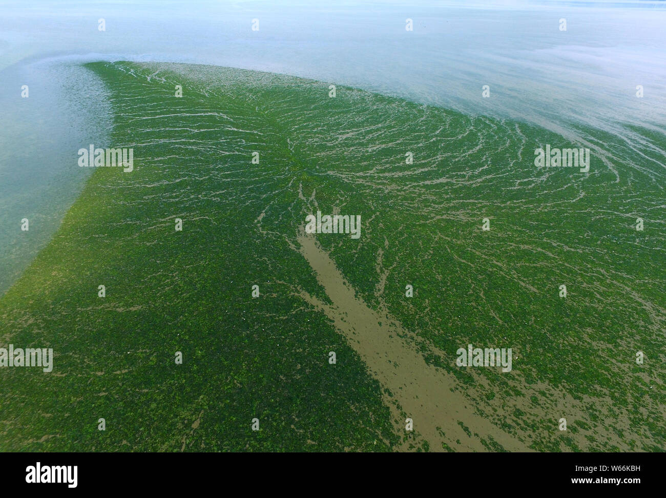 An aerial view of large tree-shaped seaweed on the beach in Dalian city ...