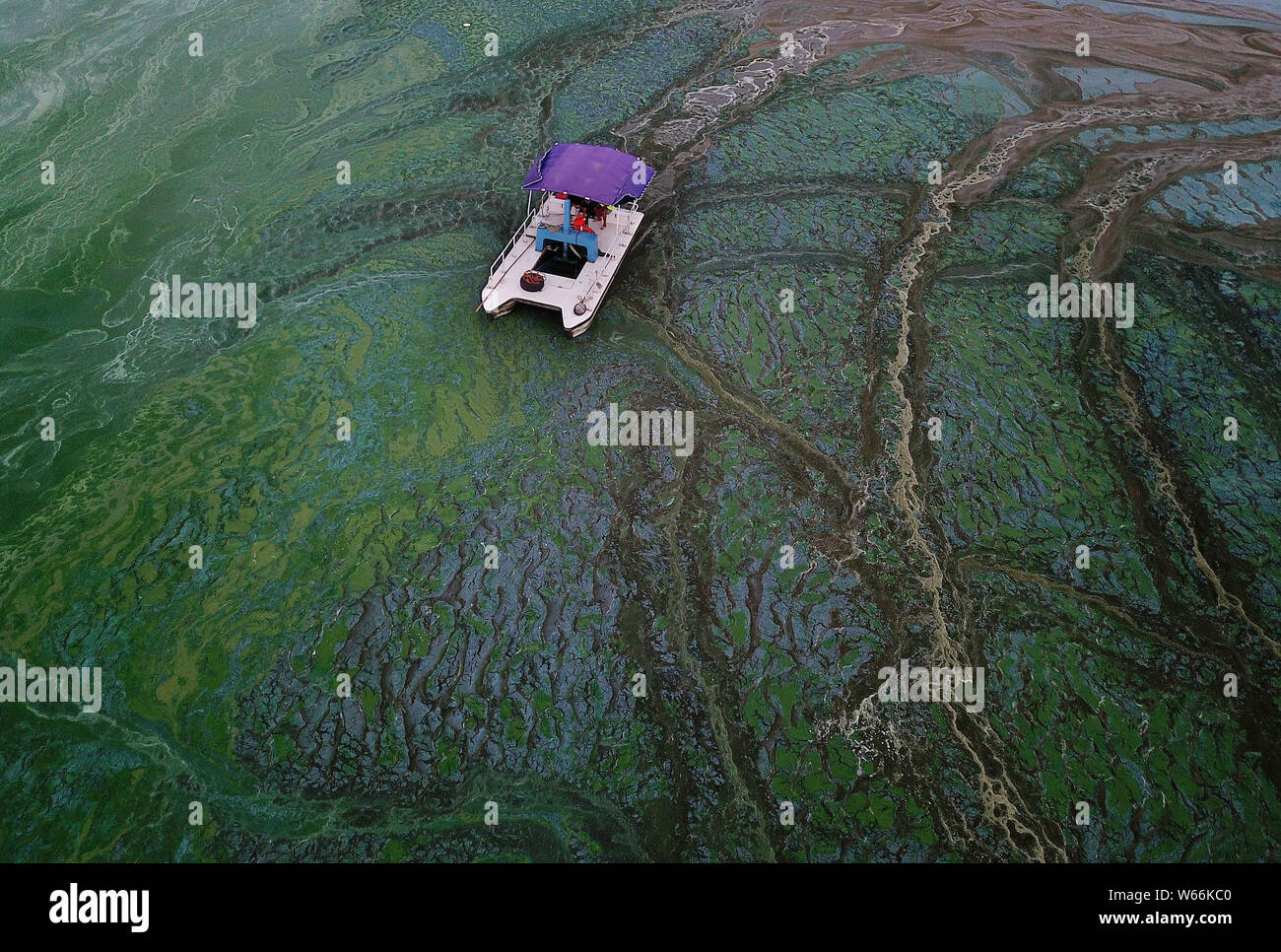 Chinese workers clear blue-green algae on boats in the green water of ...