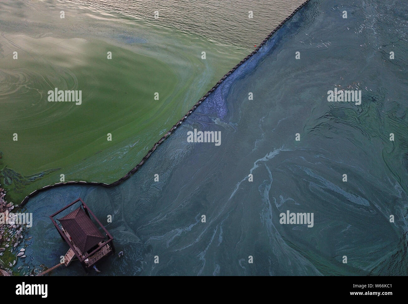 Chinese workers clear blue-green algae on boats in the green water of ...