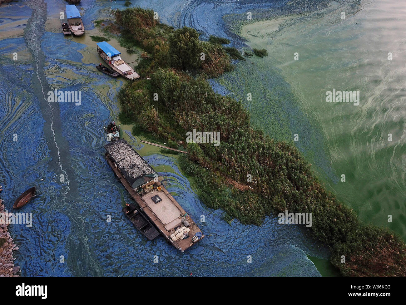 Chinese workers clear blue-green algae on boats in the green water of ...