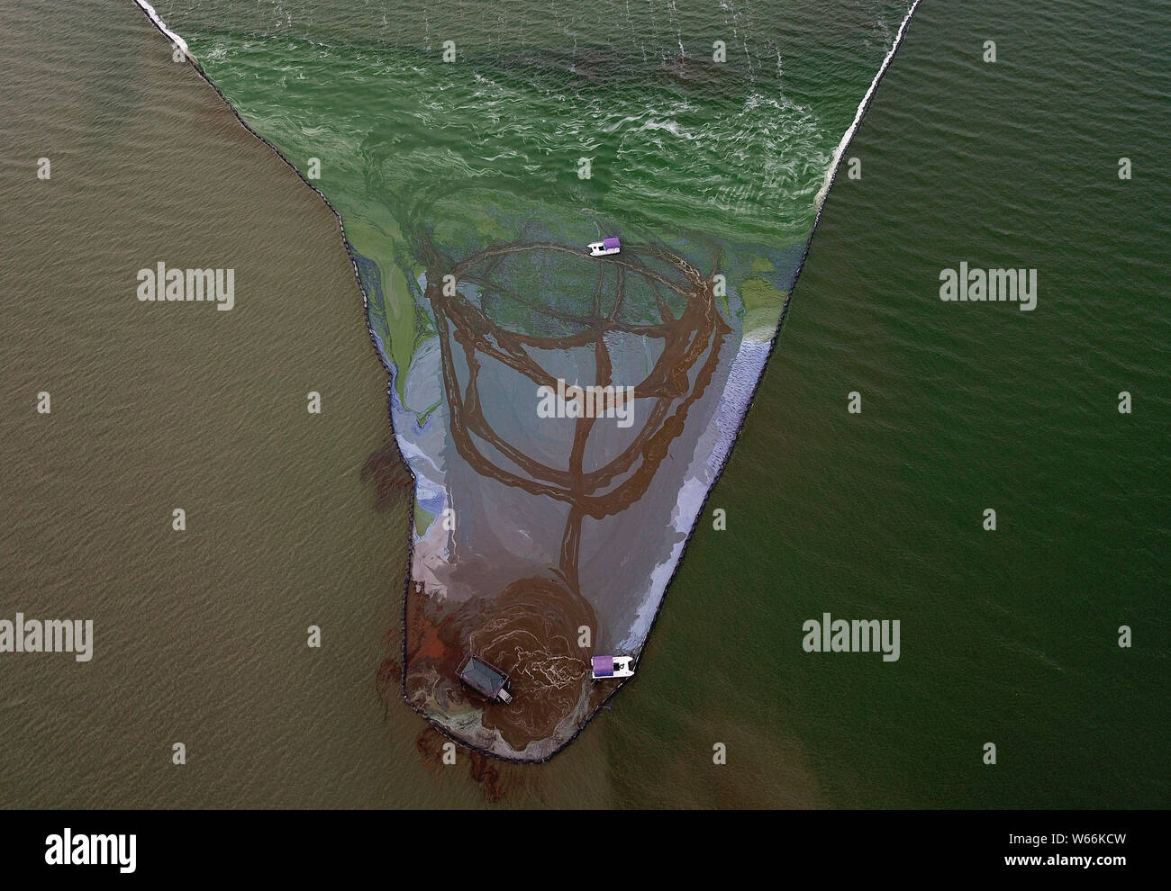 Chinese workers clear blue-green algae on boats in the green water of ...