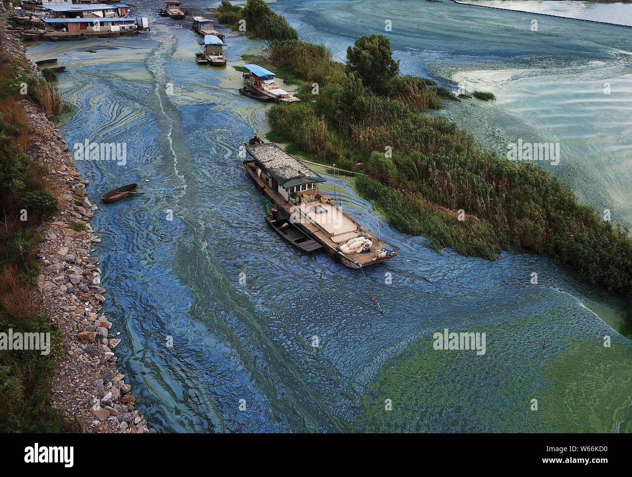 Chinese workers clear blue-green algae on boats in the green water of ...