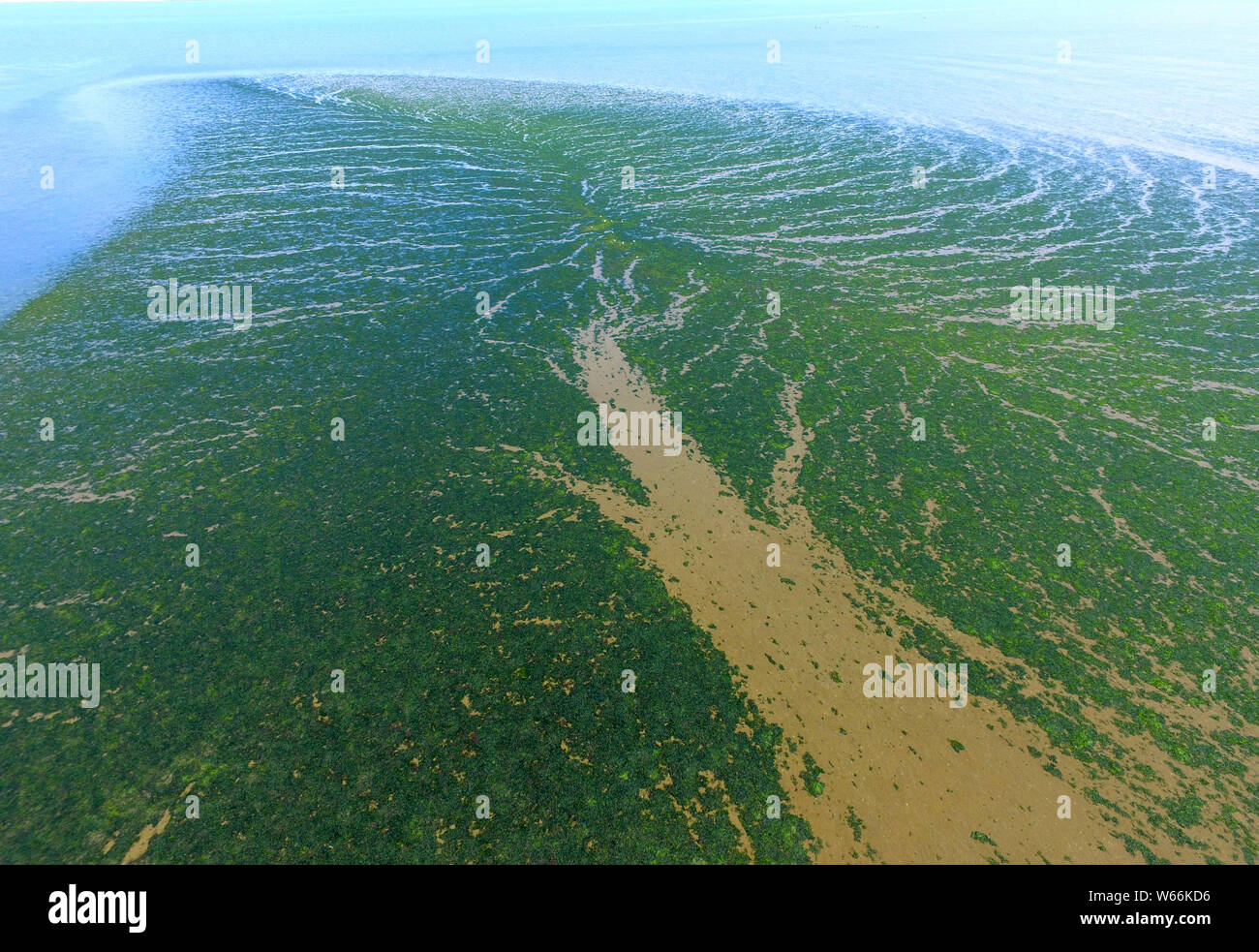 An aerial view of large tree-shaped seaweed on the beach in Dalian city ...