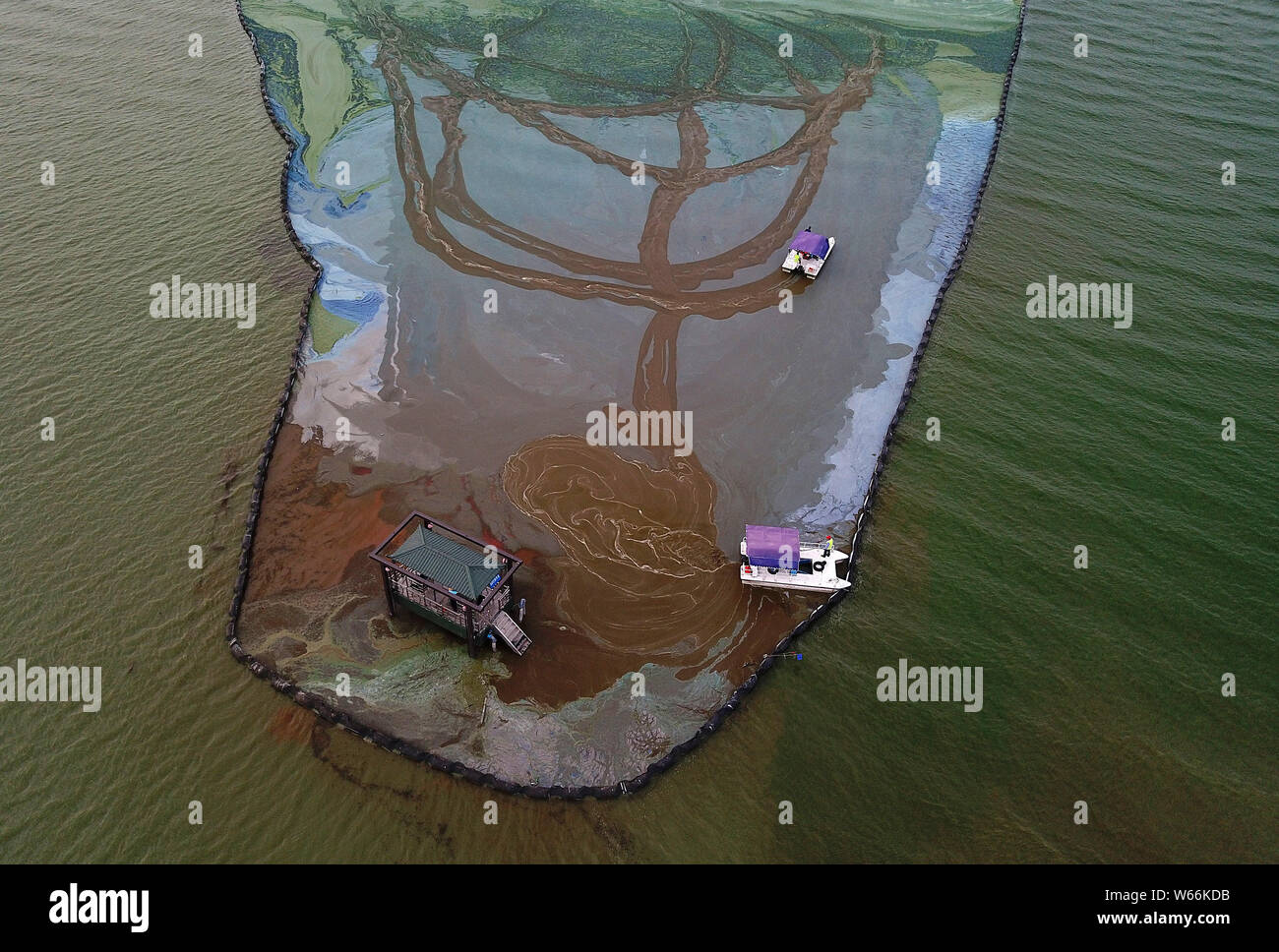 Chinese workers clear blue-green algae on boats in the green water of ...