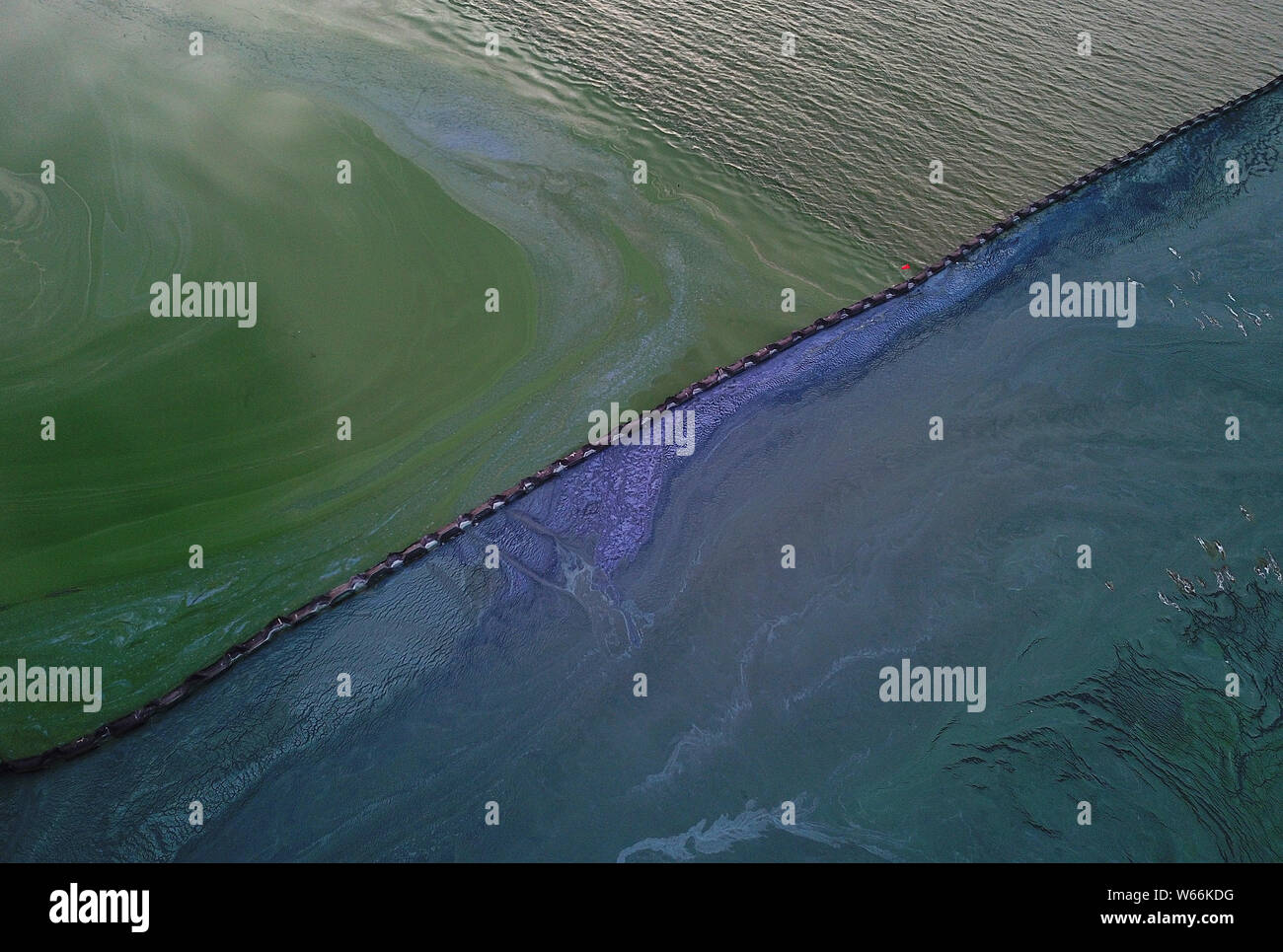 Chinese workers clear blue-green algae on boats in the green water of ...