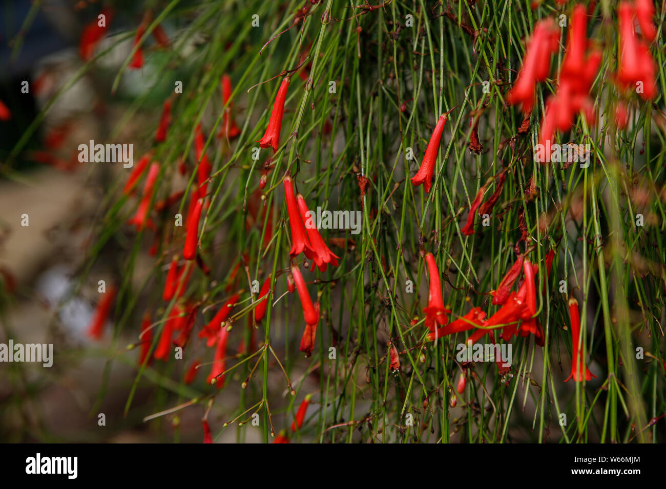 Firecracker plant hi-res stock photography and images - Alamy